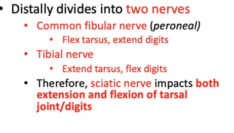 Exam 2 Lab 7 Flashcards Quizlet