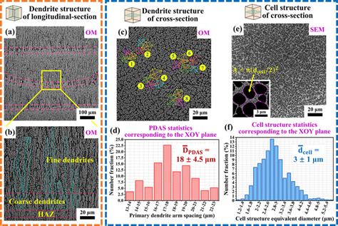 Morphology Of The Dendrite And Cell Structure A The OM Image Of The Download Scientific