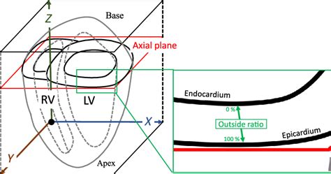 coordinate system and position of ventricles axial planes x − y