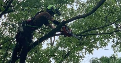 Tree Shrub Pruning Services Northern Indiana Southern Michigan Quality Care For People