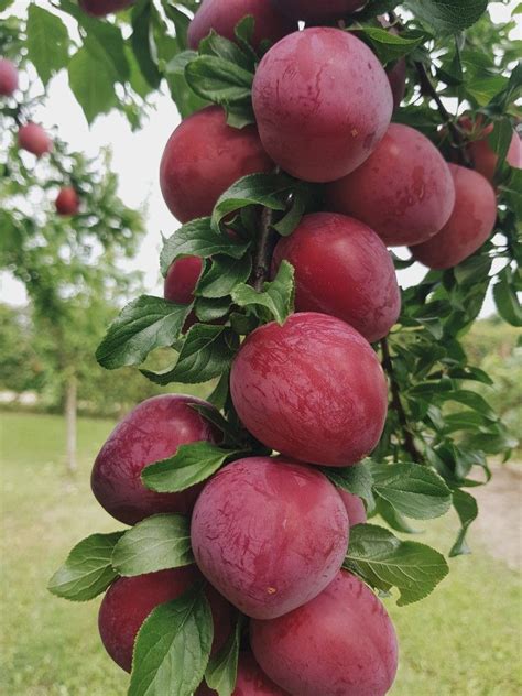 Best 11 Nectarine Tree Growing Pruning And Advice On Caring For It