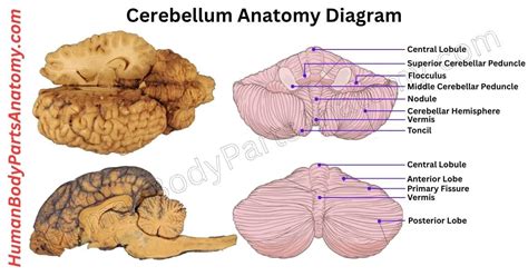 Cerebellum Anatomy Complete Guide With Functions And Diagram