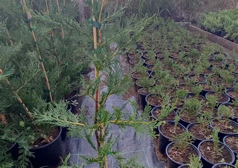 За жив плет Архиви Разсадник декоративни иглолистни растения Горанови