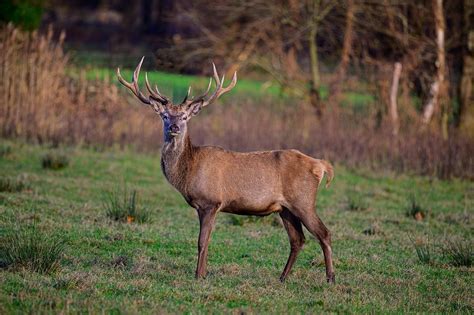 Red Deer Nature Free Photo On Pixabay