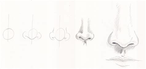 Learning To Draw A Nose Step By Step To A Realistic Nose