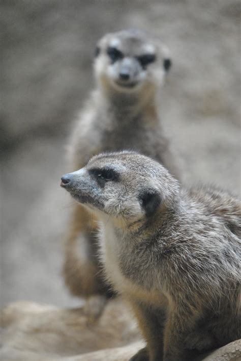 Meerkat By Silver Nightfox On Deviantart