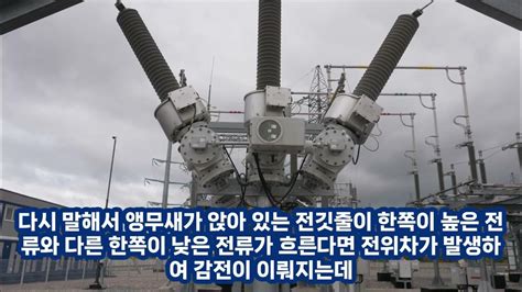 앵무새는 전선에 앉아도 왜 감전되지 않을까 이에 대해 알아볼게요 Youtube