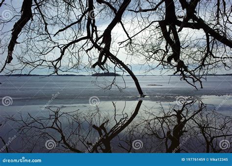 Trees With No Leaves Perfectly Reflecting In Half Frozen Water Stock Image Image Of Morning