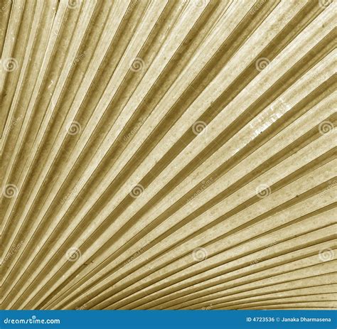 Leave Texture Stock Photo Image Of Change Organic Foliage 4723536