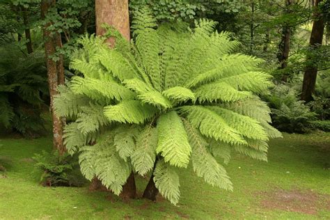 Australian Tree Fern Transplant Guide Learn About Moving A Tree Fern