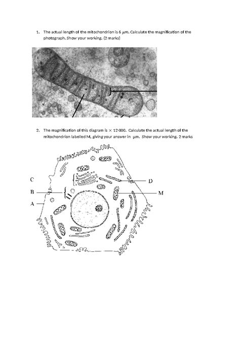 Magnification Exam Questions Worksheet The Actual Length Of The