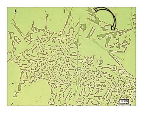Optical Micrographs Of The Eutectic Si Particles In A Te Alloy B Download Scientific