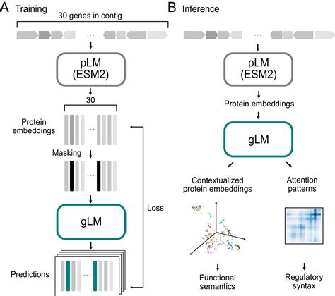 Best 12 Deciphering Genomic Language New Ai System Unlocks Biologys