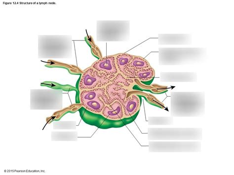 Lymph Node Diagram Diagram Quizlet Lymph Node Diagram Diagram Quizlet