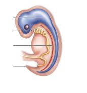 Evidence Of Macroevolution And Speciation Review Flashcards Quizlet