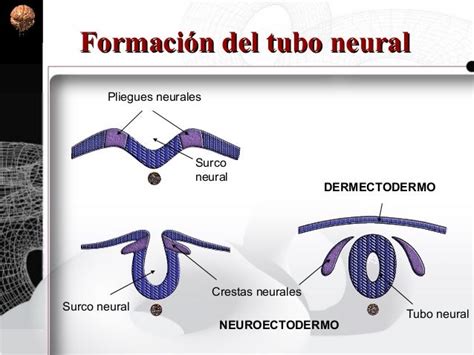 Sistema Nervioso Parte Ii