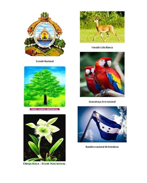 La Importancia De Conocer Los Símbolos Y Próceres De Honduras