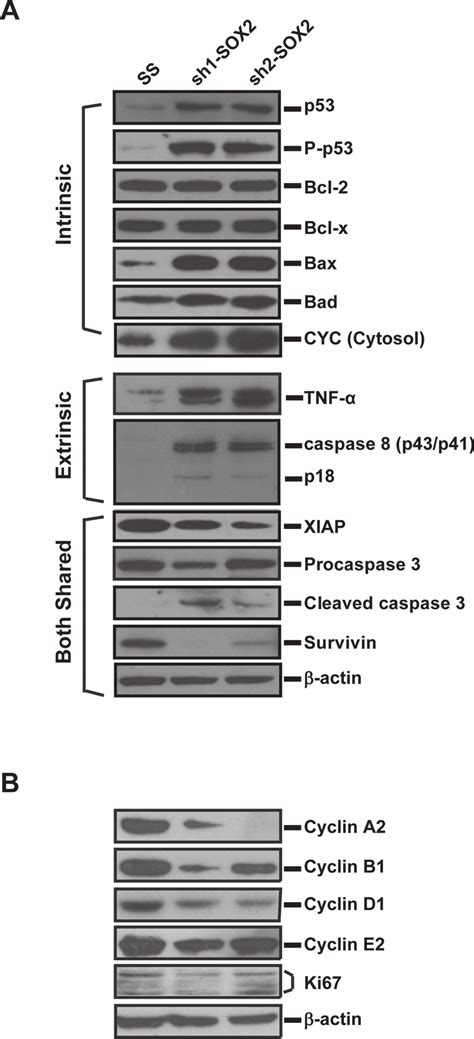Suppression Of Sox2 Activates Both Intrinsic And Extrinsic Apoptosis Download Scientific