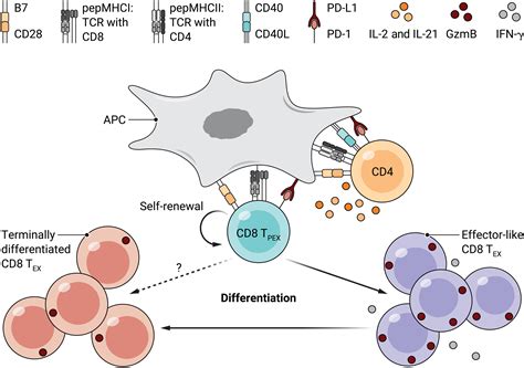 Exhausted T Cells At Phillip Akins Blog