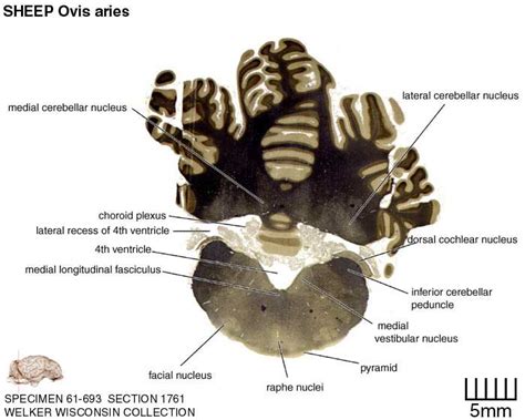 Atlas Of The Sheep Brain Section Image