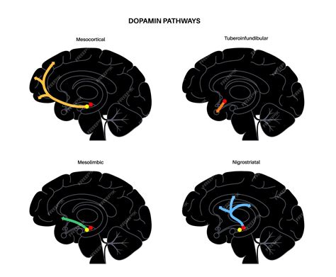 Premium Vector Dopamine Pathway In The Human Brain Monoamine Neurotransmitter Motor Control