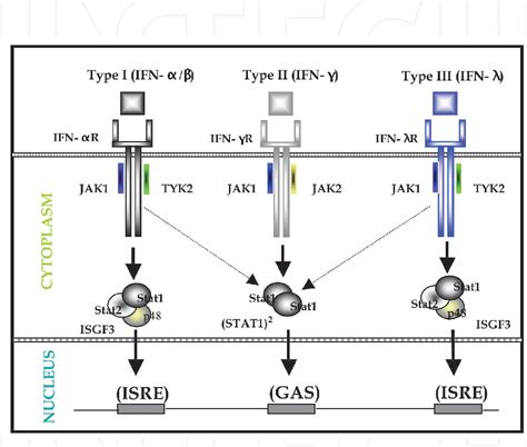 figure 1 from emergence of ifn lambda as a potential antitumor agent
