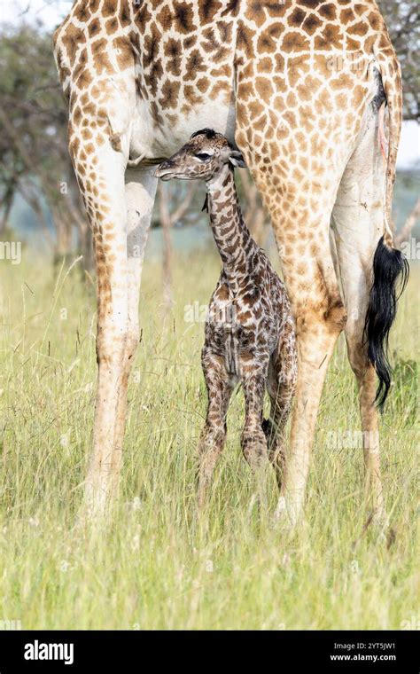 An Adult Masai Giraffe With New Born Young Underneath And Close In