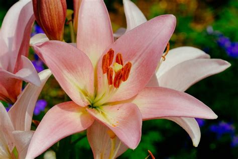 7月の花 その7 ユリの花 ちょっと白とび