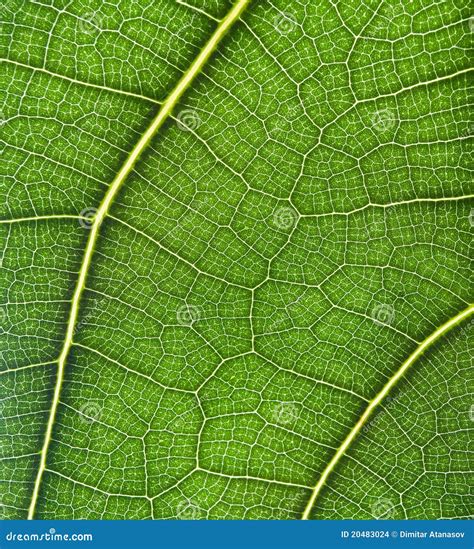 Leaf Texture Stock Photography CartoonDealer Com Leaf Texture Stock Photography CartoonDealer Com