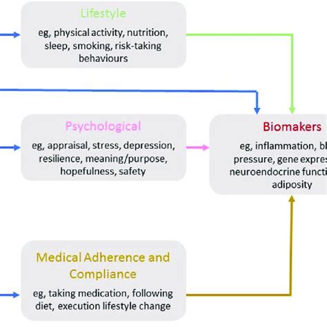 A Simplified Model Of Possible Direct And Indirect Pathways By Which Download Scientific