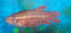 Categorybetta Splendens Female Wikimedia Commons