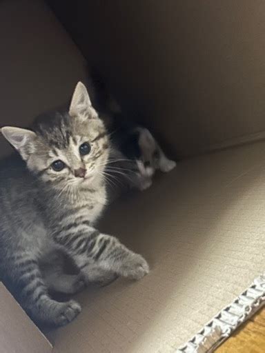 生後1ヶ月半の男の子 メロンくん トライアル決まりました じゅ 石巻の猫の里親募集｜ジモティー