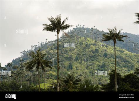 Cocora Valley Beautiful Landscape With Quindio Wax Palms Ceroxylon