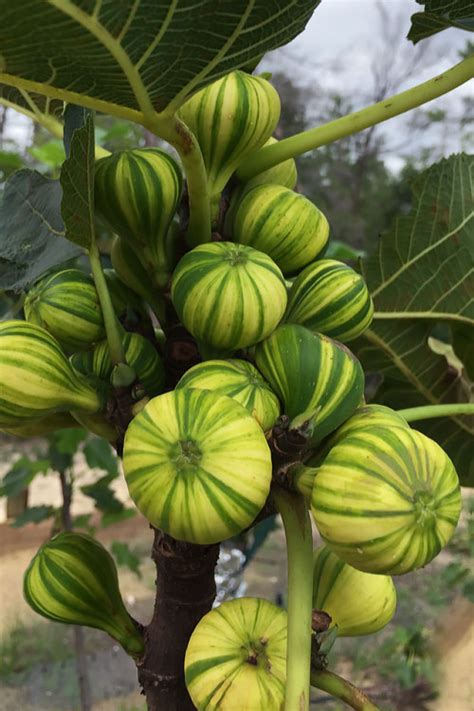 Buy Panache Striped Tiger Fig Free Shipping Wilson Bros Gardens 3