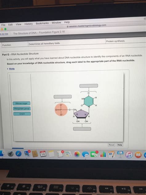 solved rna nucleotide structure in this activity you will
