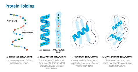 Shortest Protein Amino Acid Sequence