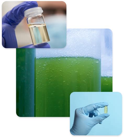 Why Algae Algaecytes