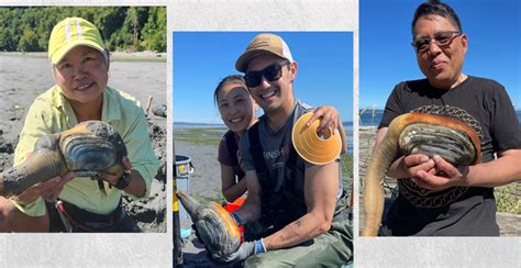 Geoduck Harvesting At Lowest Tides Of Summer