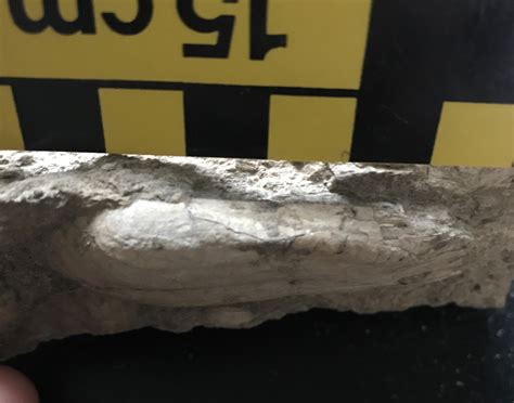 Wyoming Cretaceous Bivalve Fossil Id The Fossil Forum