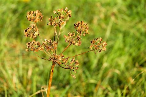 花粉症の方必見ブタクサとセイタカアワダチソウの見分け方とは ビジネスパーソンの学習部屋