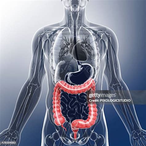 Sigmoid Colon High Res Illustrations Getty Images