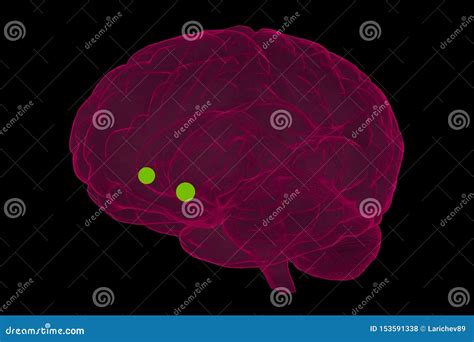 3d Render Of The Amygdaloid Body Medically Illustration Stock Illustration Illustration Of