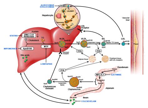 Familial Hypercholesterolemia Atherosclerosis And Lipid Genomics
