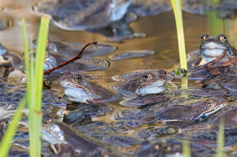 How Do Frogs Reproduce Blog