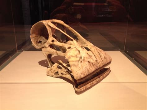 What Dinosaur Has 500 Teeth At Mary Settle Blog