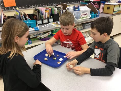 Today We Were Busy Classifying Shells Thriving In Third