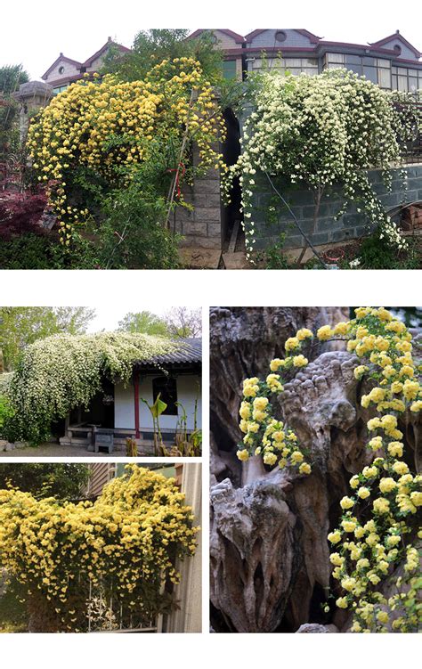 黄木香花大苗爬藤植物浓香四季红木香蔷薇花苗庭院攀援白木香花苗 阿里巴巴