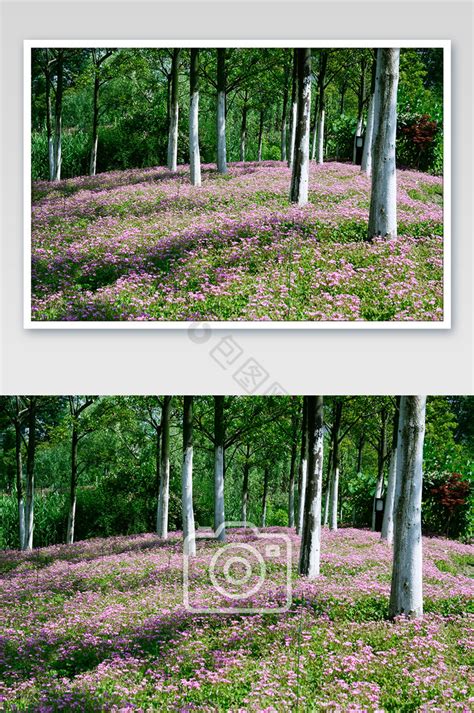 花丛树林摄影图 高清花丛树林摄影图大全 【包图网】