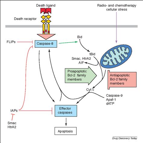 Table 1 From Anticancer Drugs Of Tomorrow Apoptotic Pathways As Targets For Drug Design