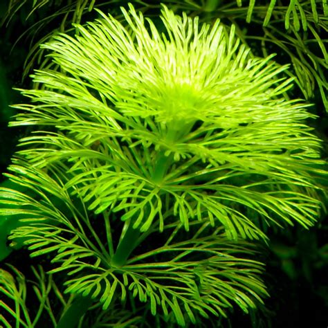 Aqua Plant World Limnophila Sessiliflora Ambulia Live Aquatic